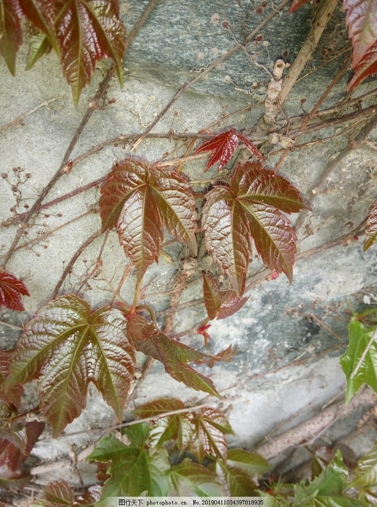 爬山虎图片_其他_自然风景-图行天下素材网